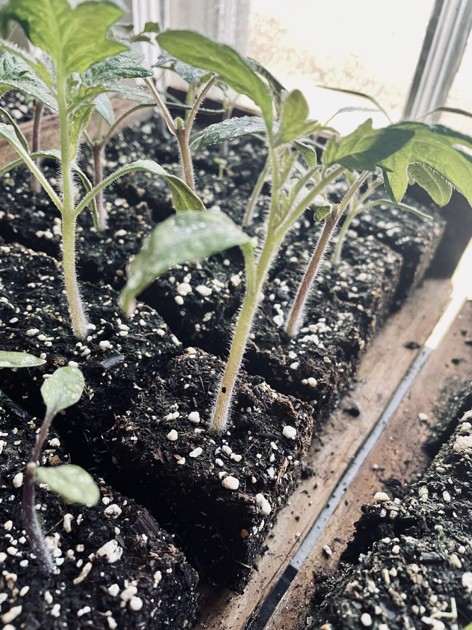 How To Start Seeds Indoors With Soil Blocks