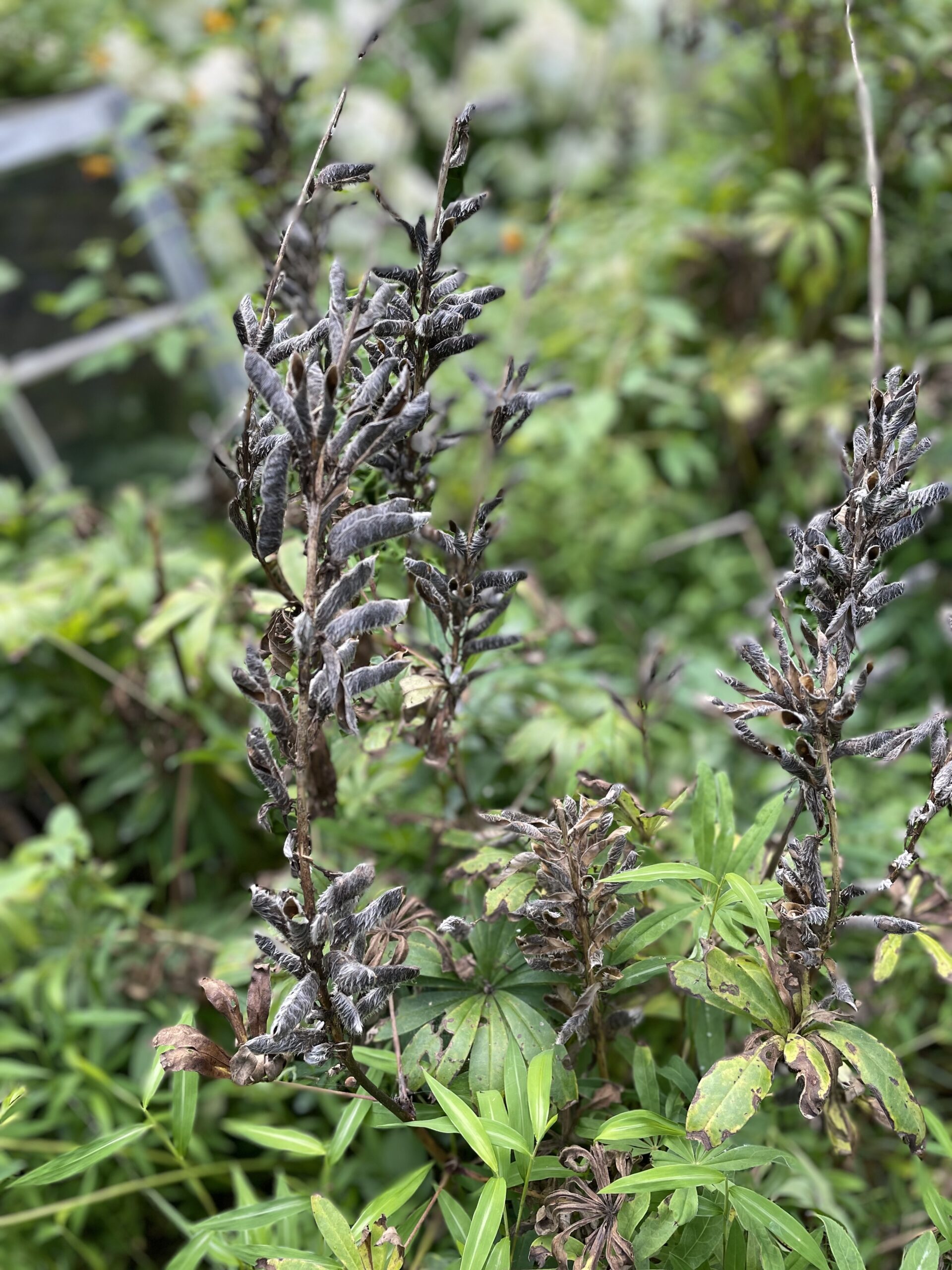 How to harvest lupine seeds - grow your own lupine from seed - JAYNE'S ...